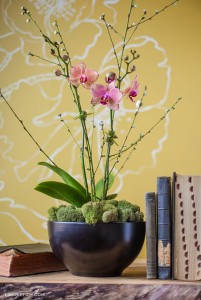 VIDEO: How to Style an Orchid Plant - Lia Griffith