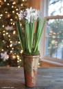 Easy Frosted Paper Paperwhites (Narcissus) - Lia Griffith