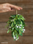Free DIY Project! Frosted Paper Mistletoe Kissing Ball - Lia Griffith