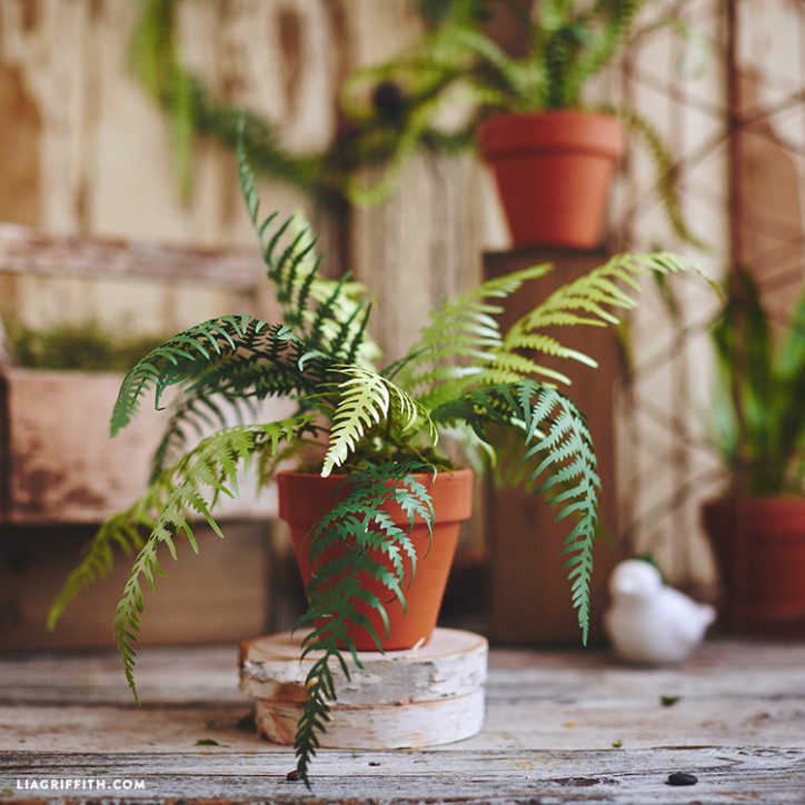 Potted Frosted Paper Fern Plants - Lia Griffith
