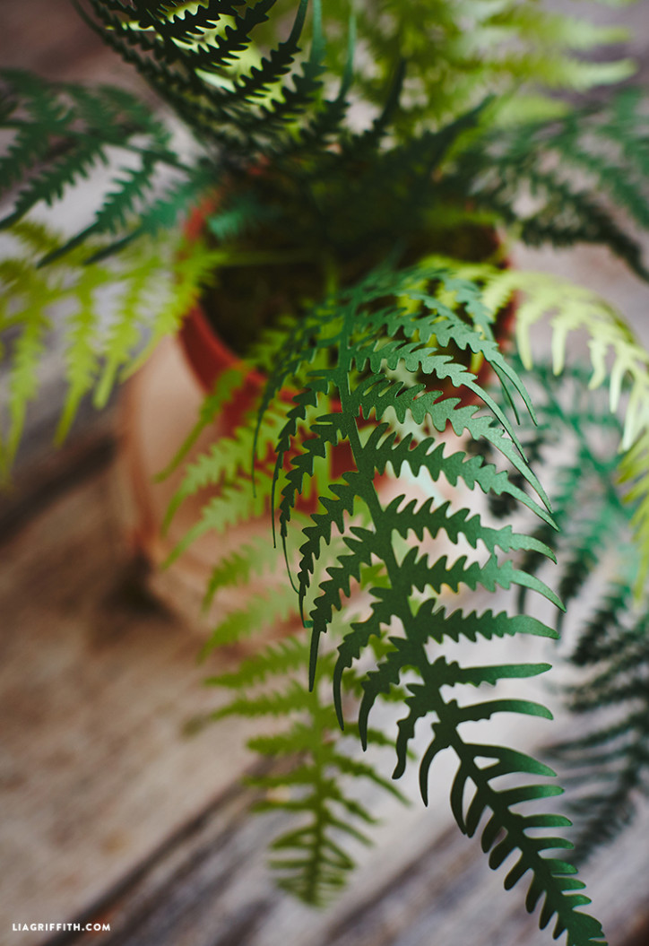 Potted Frosted Paper Fern Plants - Lia Griffith