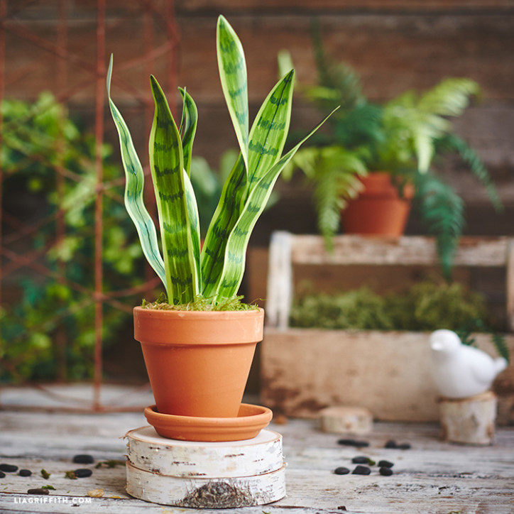 Beginner Potted Frosted Paper Snake Plant - Lia Griffith