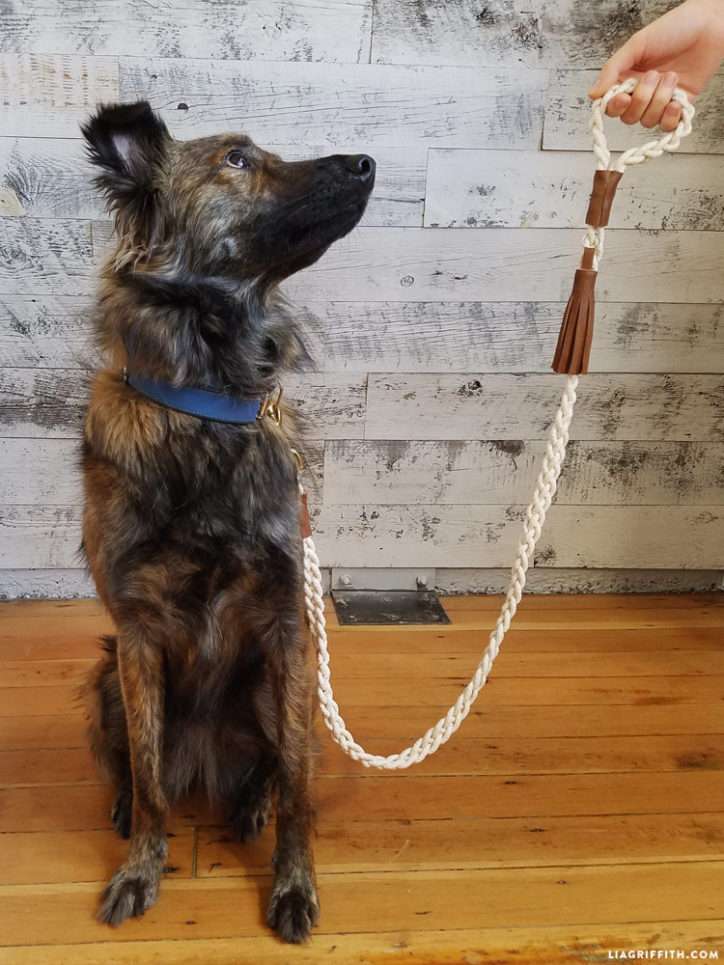 DIY Dog Leash Tutorial with Braided Rope