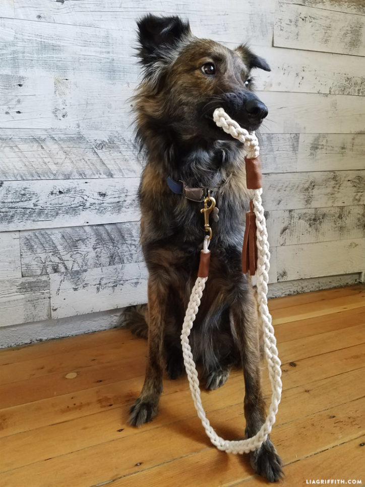 DIY Dog Leash Tutorial with Braided Rope