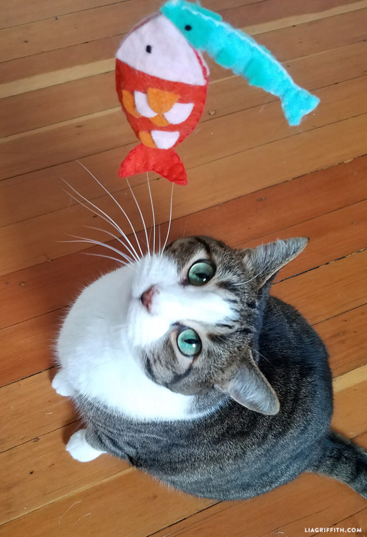 Make a DIY Fishing Pole Cat Toy in 8 Easy Steps