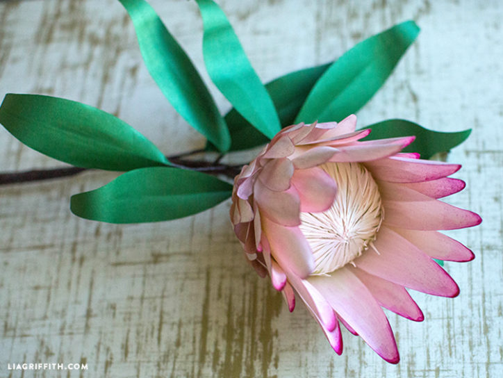 Paper Protea Flower - Lia Griffith