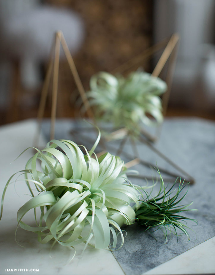 Vellum Paper Air Plants - Lia Griffith