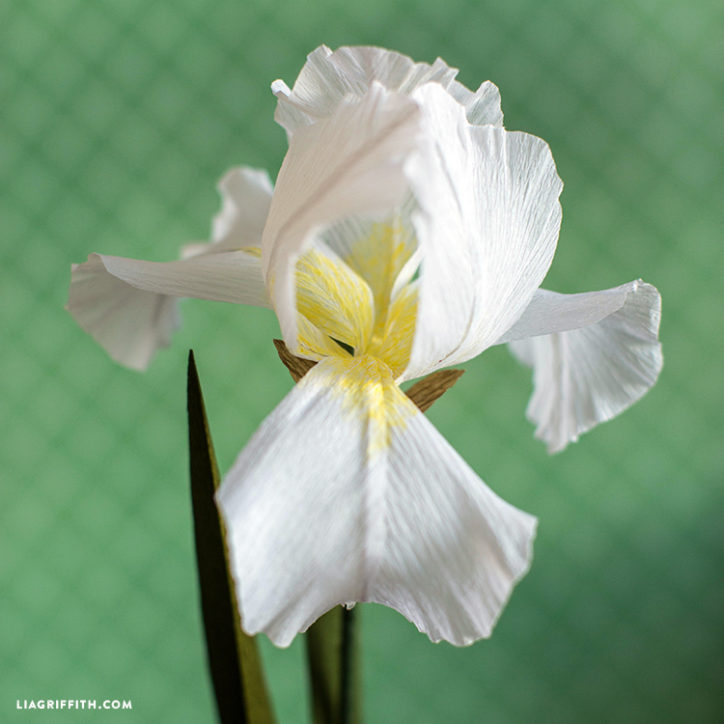 Crepe Paper Iris Flowers - Lia Griffith