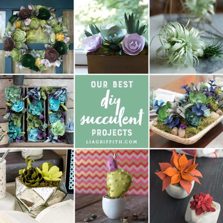 Our Best DIY Succulent Projects - Lia Griffith