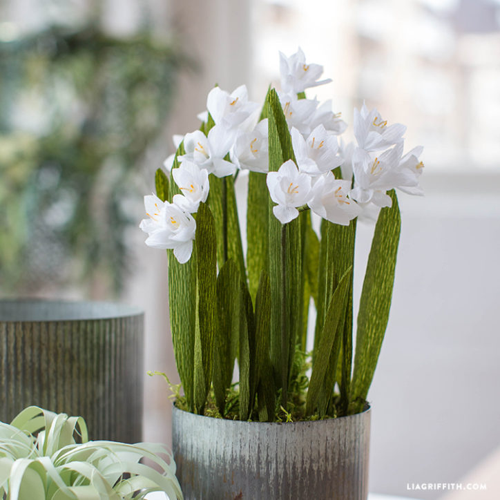 Create an arrangement of pretty potted crepe paper paperwhites