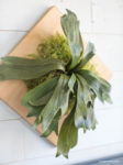 Create Your Own Mounted Crepe Paper Staghorn Fern
