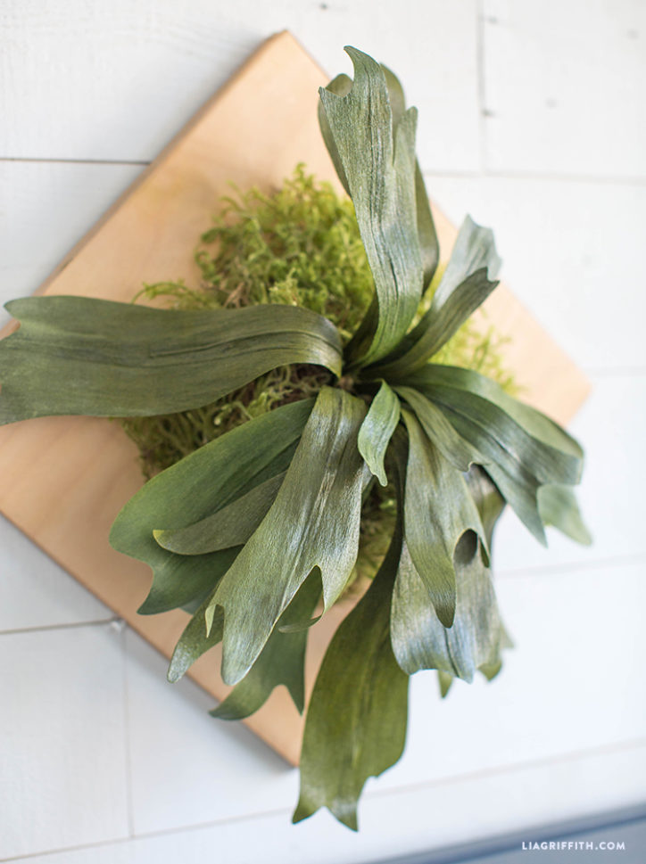 Create Your Own Mounted Crepe Paper Staghorn Fern