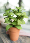Crepe Paper Basil Herb Plant DIY Template and Tutorial - Lia Griffith