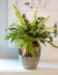 DIY Double-Sided Crepe Paper Fern Plant - Lia Griffith