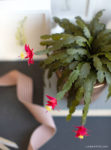 How to Make a Crepe Paper Christmas Cactus - Lia Griffith