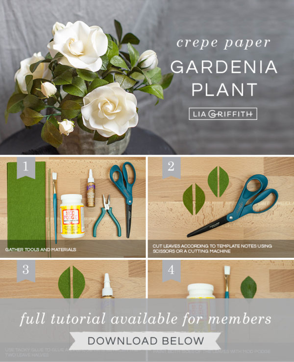 Video: Crepe Paper Gardenia Plant - Lia Griffith