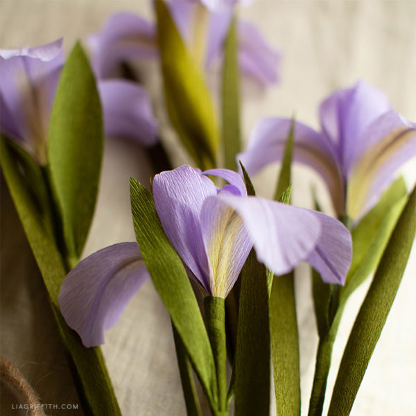 Live Video: How to Make a Crepe Paper Dutch Iris - Lia Griffith