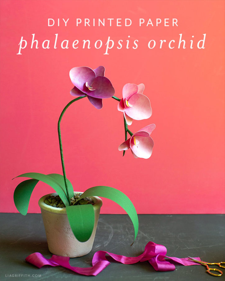 Printed Paper Phalaenopsis Orchid with Watercolor Wash