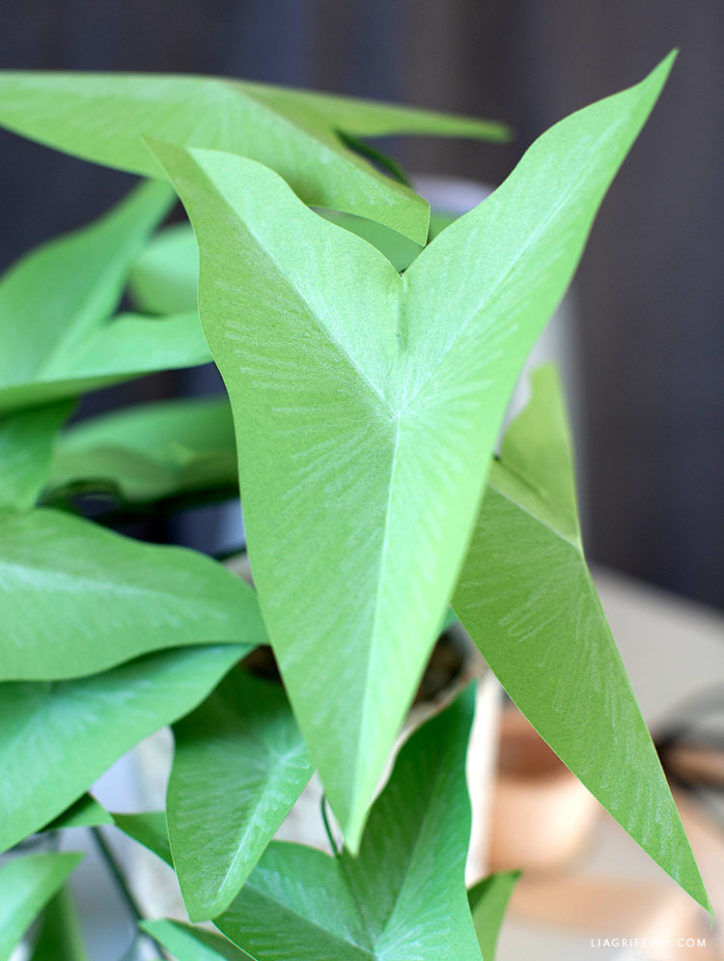 Paper Arrowhead Vine DIY Template & Tutorial - Lia Griffith