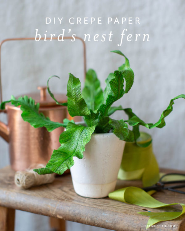 Crepe Paper Bird's Nest Fern Template & Tutorial - Lia Griffith