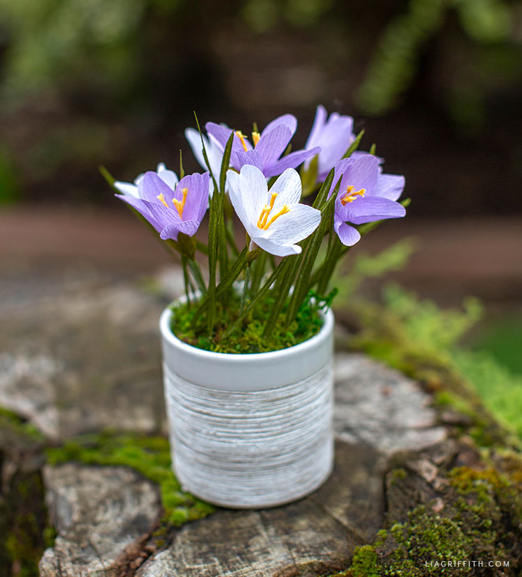 Crepe Paper Crocus Plant - Lia Griffith