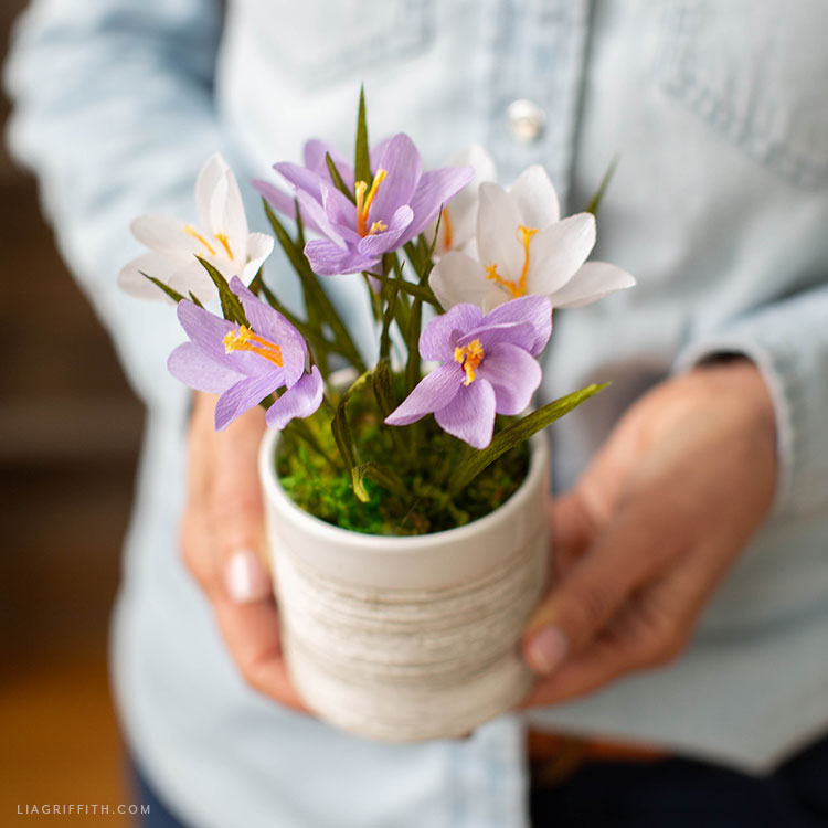 Crepe Paper Crocus Plant - Lia Griffith