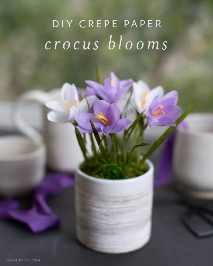 Crepe Paper Crocus Plant - Lia Griffith