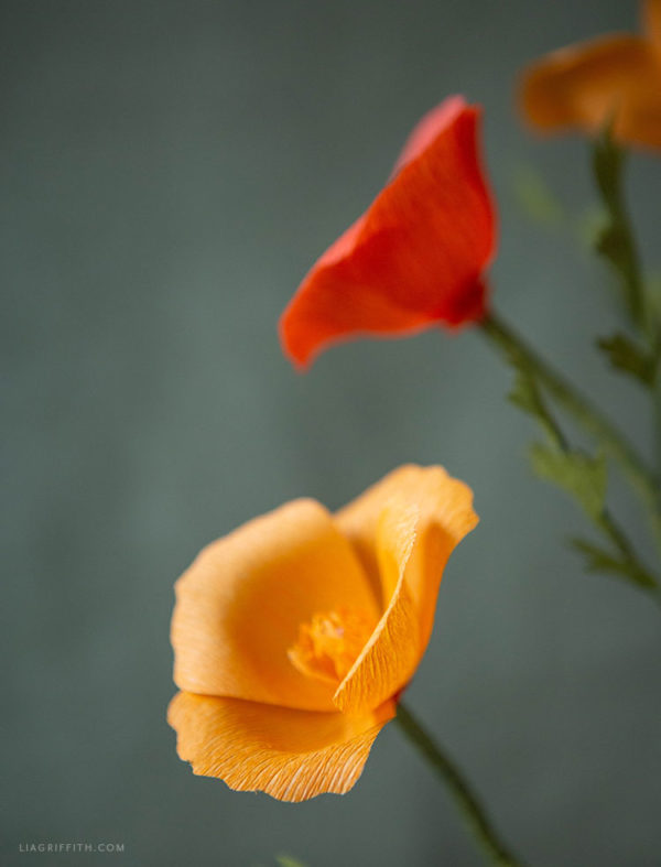 Video Tutorial: Crepe Paper California Poppies - Lia Griffith