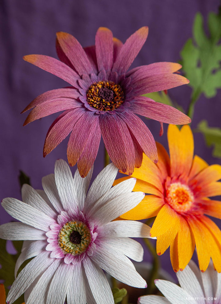 Crepe Paper African Daisy - Member Make Workshop - Lia Griffith