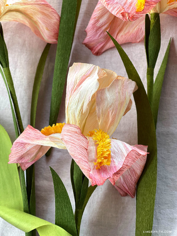 Crepe Paper Bearded Iris - Member Make Workshop - Lia Griffith