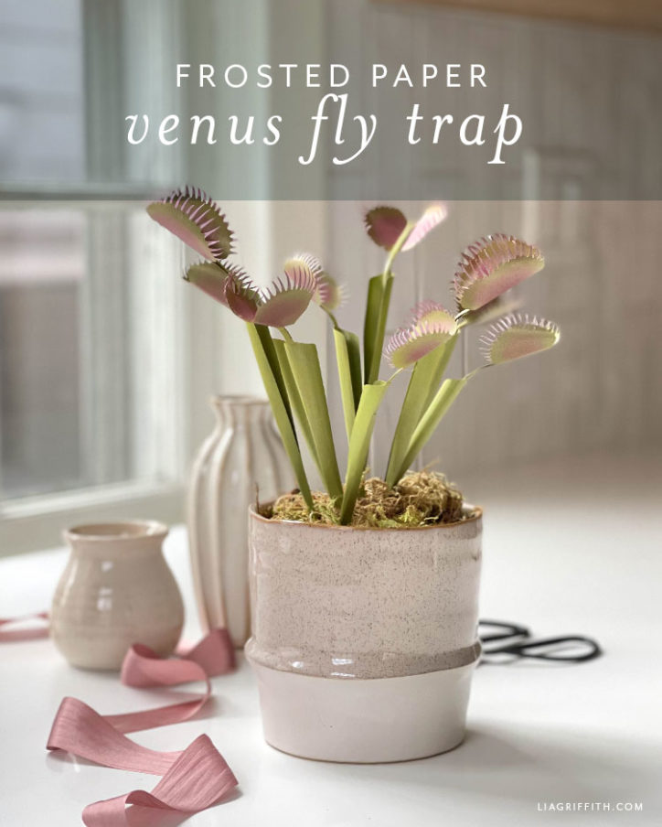 Frosted Paper Venus Fly Trap - Lia Griffith
