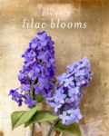 Felt Lilacs Flower Pattern and Tutorial - Lia Griffith