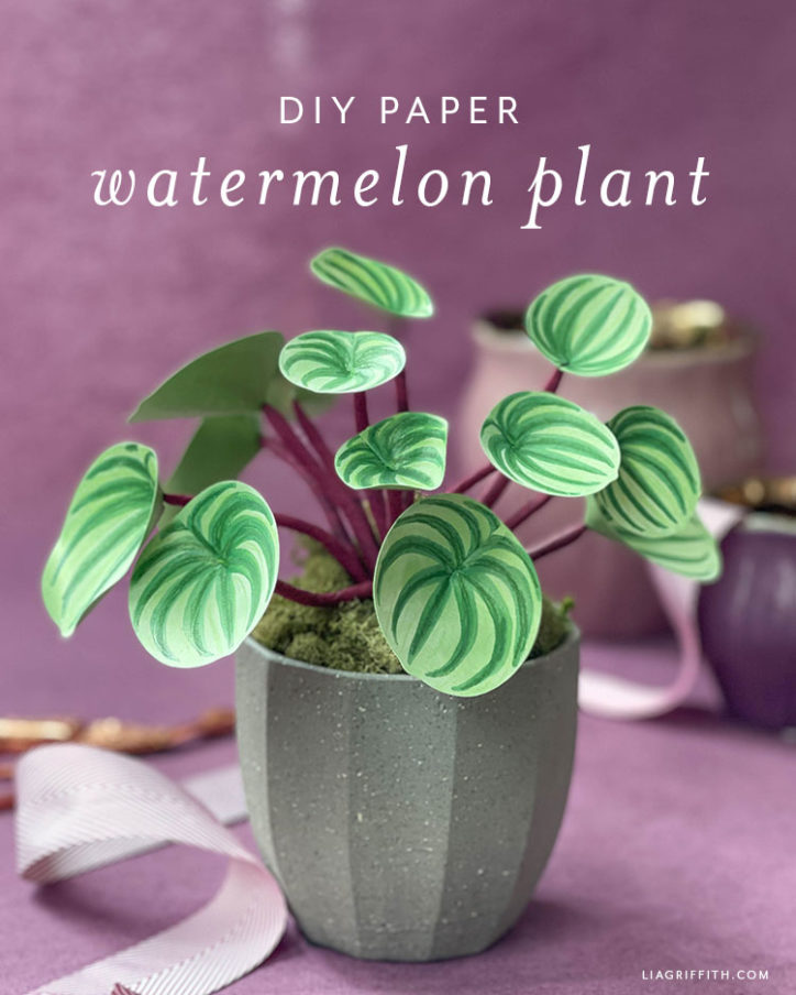 Video Tutorial: Paper Watermelon Peperomia - Lia Griffith