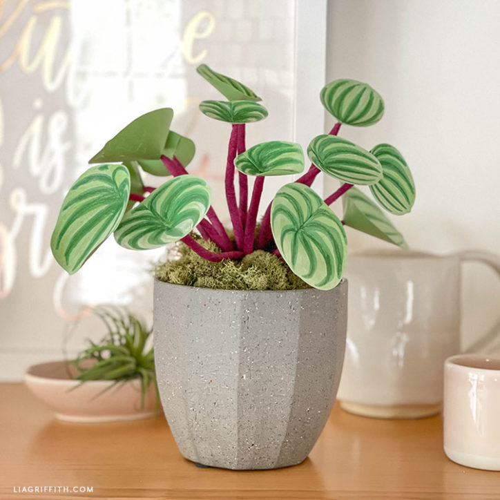 Video Tutorial: Paper Watermelon Peperomia - Lia Griffith