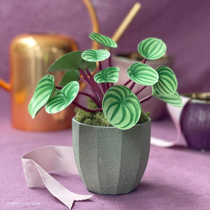 Video Tutorial: Paper Watermelon Peperomia - Lia Griffith