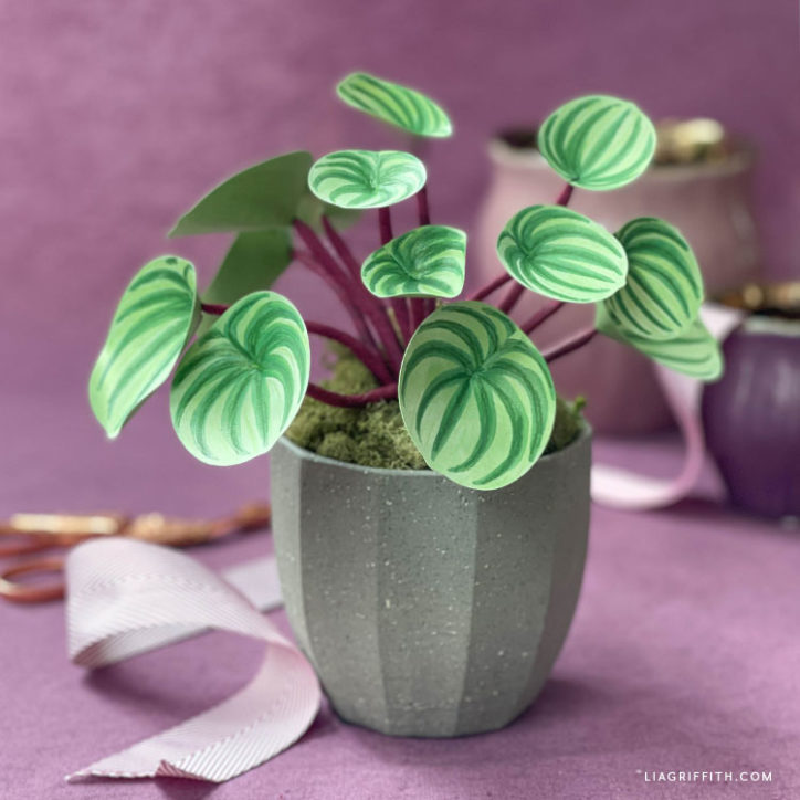 Video Tutorial: Paper Watermelon Peperomia - Lia Griffith