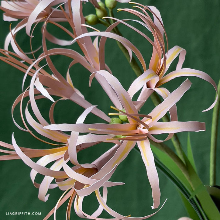 Frosted Paper Spider Lily Template & Tutorial - Lia Griffith