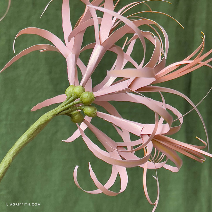 Frosted Paper Spider Lily Template & Tutorial - Lia Griffith