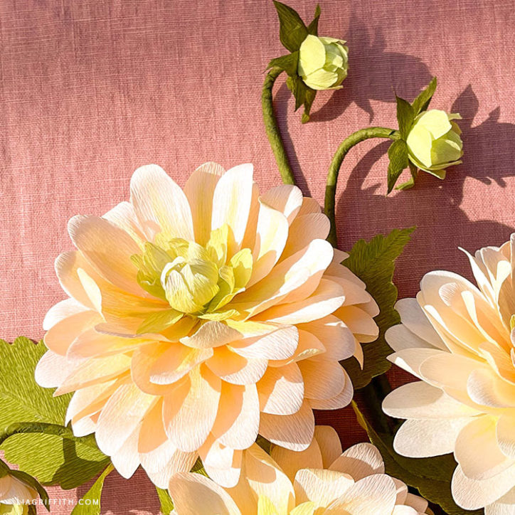 Crepe Paper Peaches and Dreams Dahlia - Lia Griffith