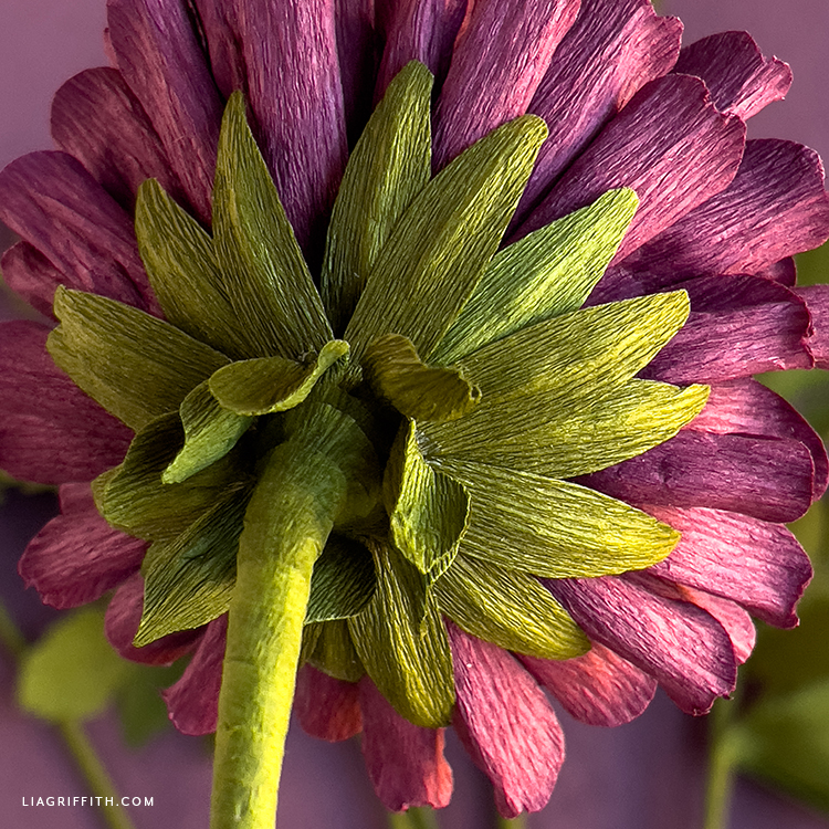 Burgundy Crepe Paper Dahlia Template & Tutorial - Lia Griffith
