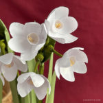 Frosted Paper Potted Paperwhites (Narcissus) Template & Tutorial - Lia ...