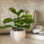 Frosted Paper Fiddle Leaf Fig Plant Template & Tutorial - Lia Griffith