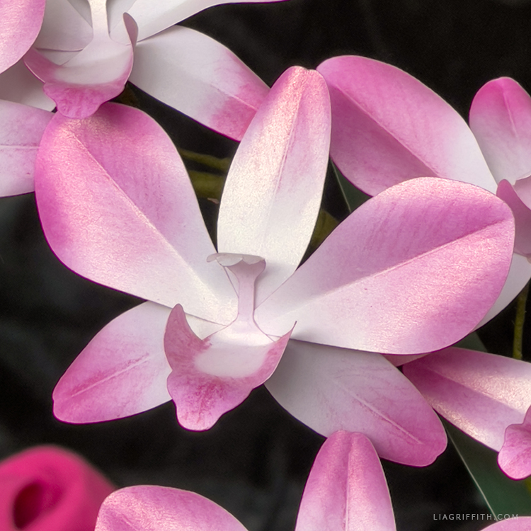 Frosted Paper Dendrobium Orchid Template & Tutorial - Lia Griffith