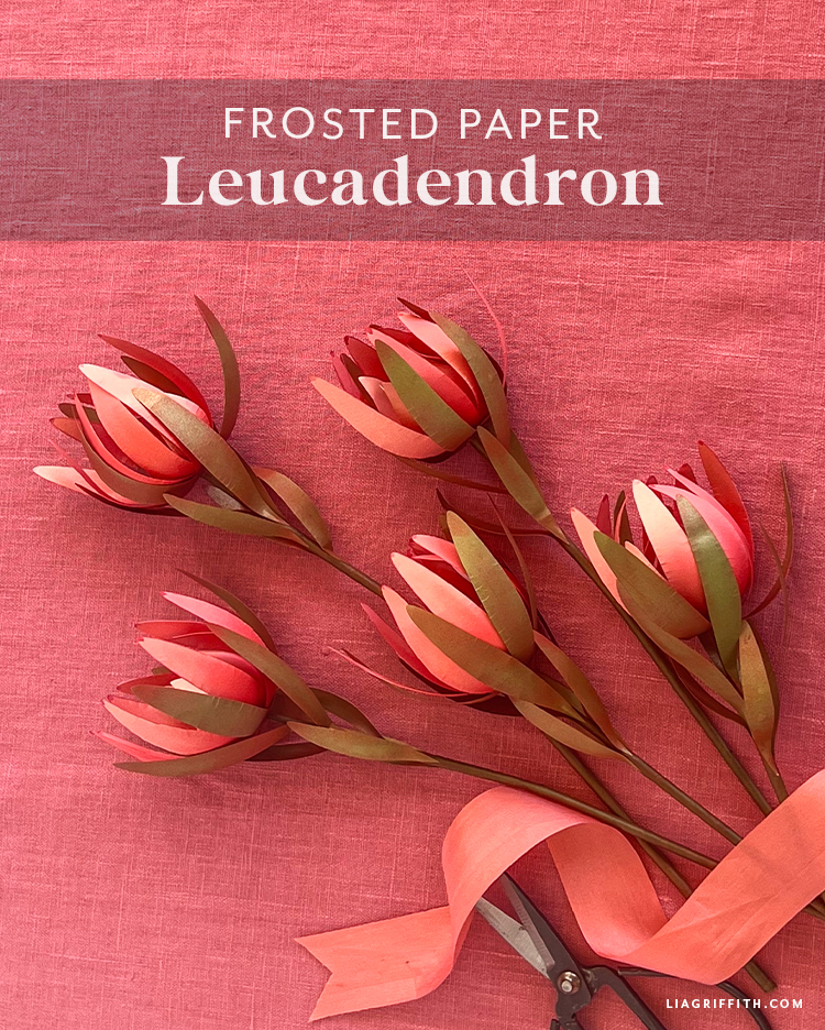 Frosted Paper Leucadendron - Lia Griffith