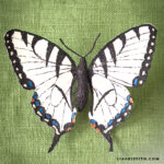 Crepe Paper Butterflies - Lia Griffith