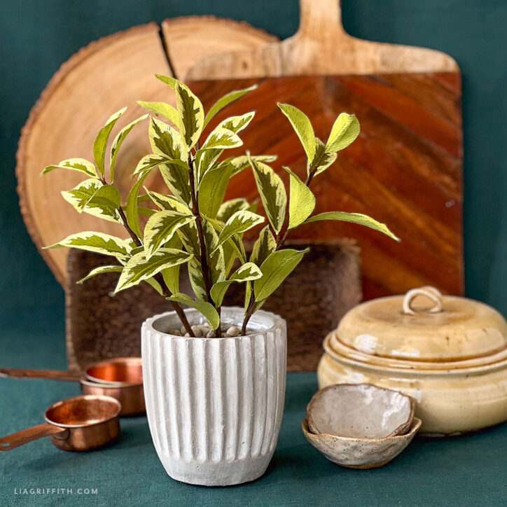 Crepe Paper Pittosporum Plant - Lia Griffith